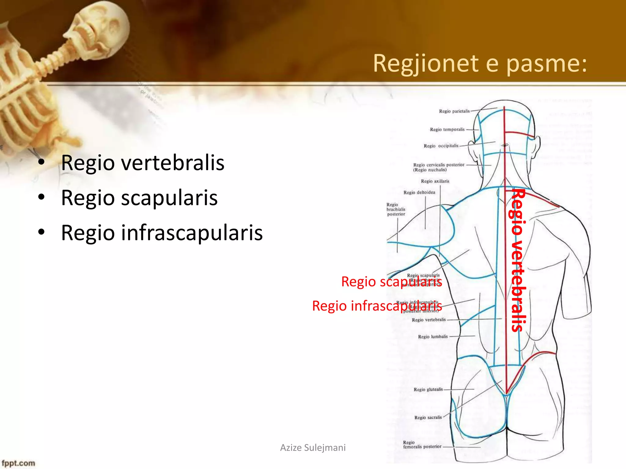 Anatomia sistematike dhe topografike e Thorax-it | PPTX