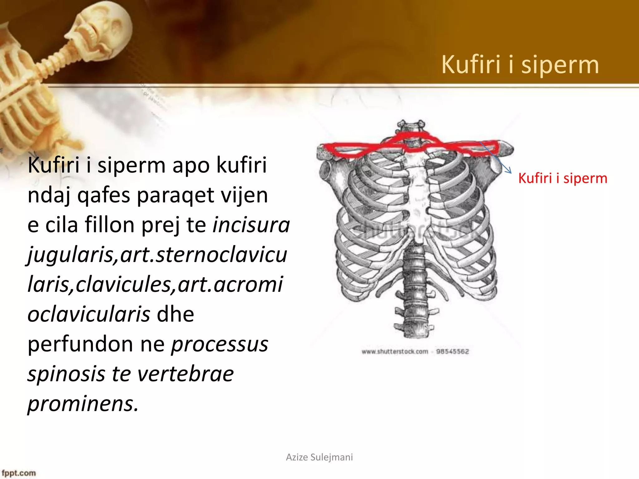 Anatomia sistematike dhe topografike e Thorax-it | PPTX