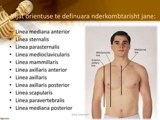 Anatomia sistematike dhe topografike e Thorax-it | PPTX