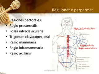 Anatomia sistematike dhe topografike e Thorax-it | PPTX