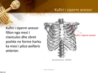 Anatomia sistematike dhe topografike e Thorax-it | PPTX