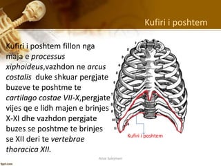Anatomia sistematike dhe topografike e Thorax-it | PPTX