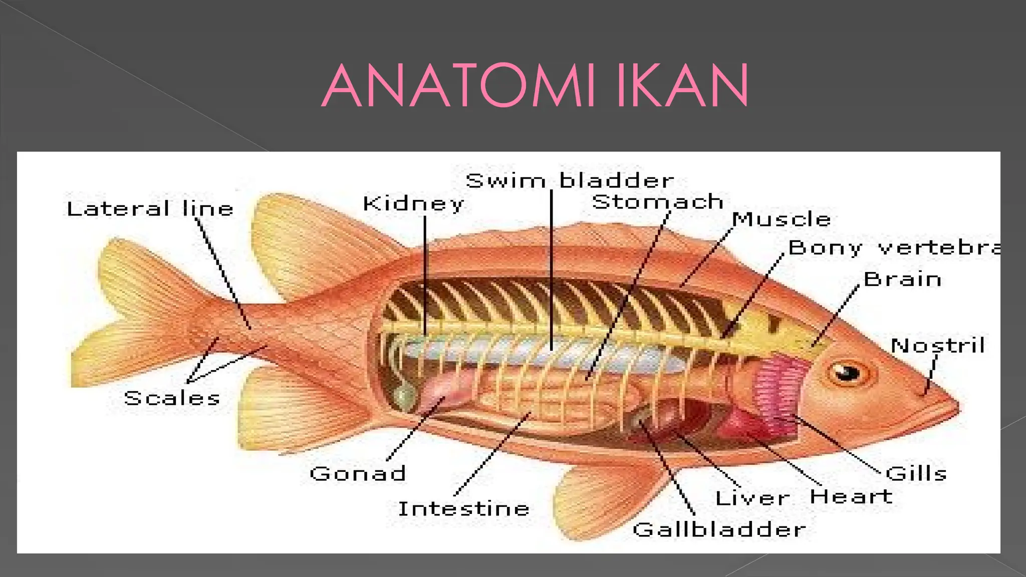 PRESENTASI MATERI ANATOMI IKAN BESERTA FUNGSI NYA | PPTX