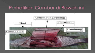 PRESENTASI MATERI ANATOMI IKAN BESERTA FUNGSI NYA | PPTX