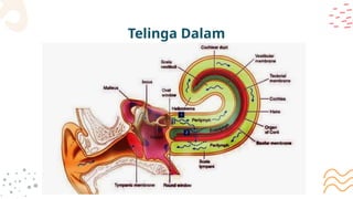 Materi ANATOMI Fisiologi INDERA MATA DAN TELINGA | PPTX