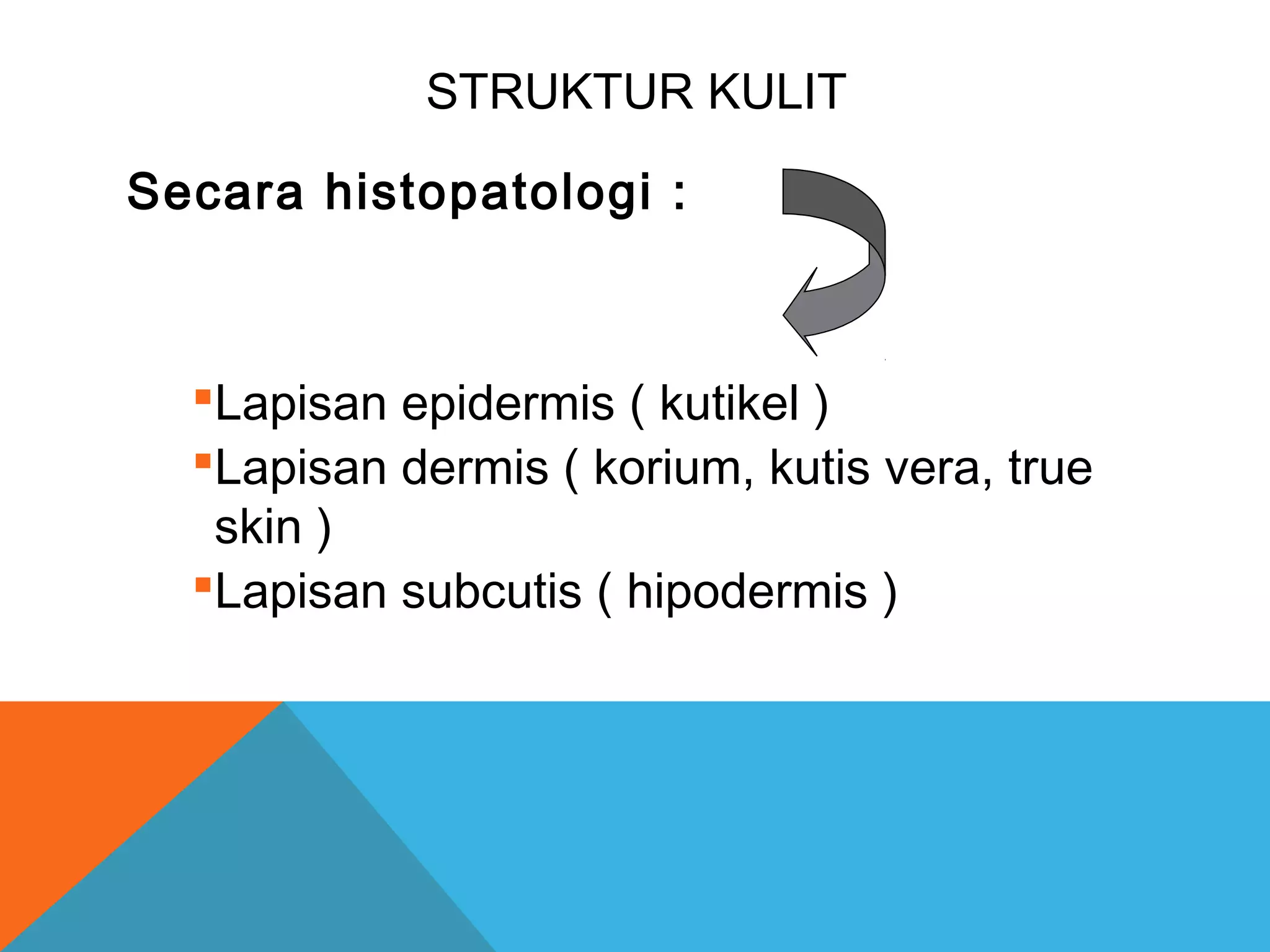 Anatomi Integumen | PPT