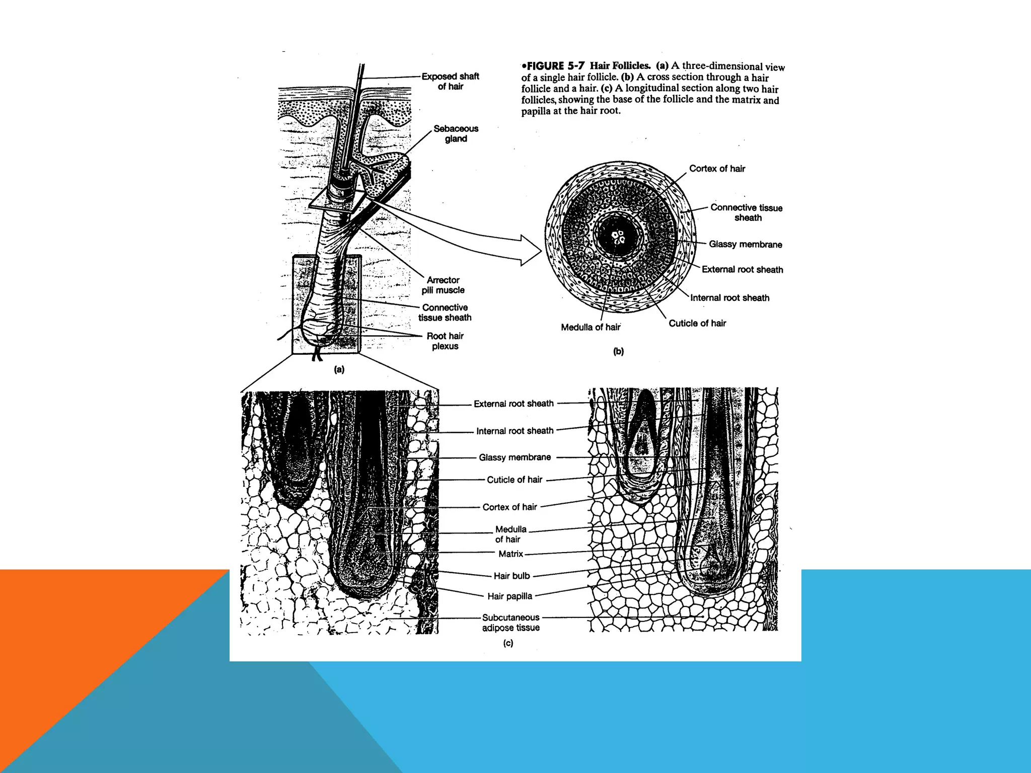 Anatomi Integumen | PPT