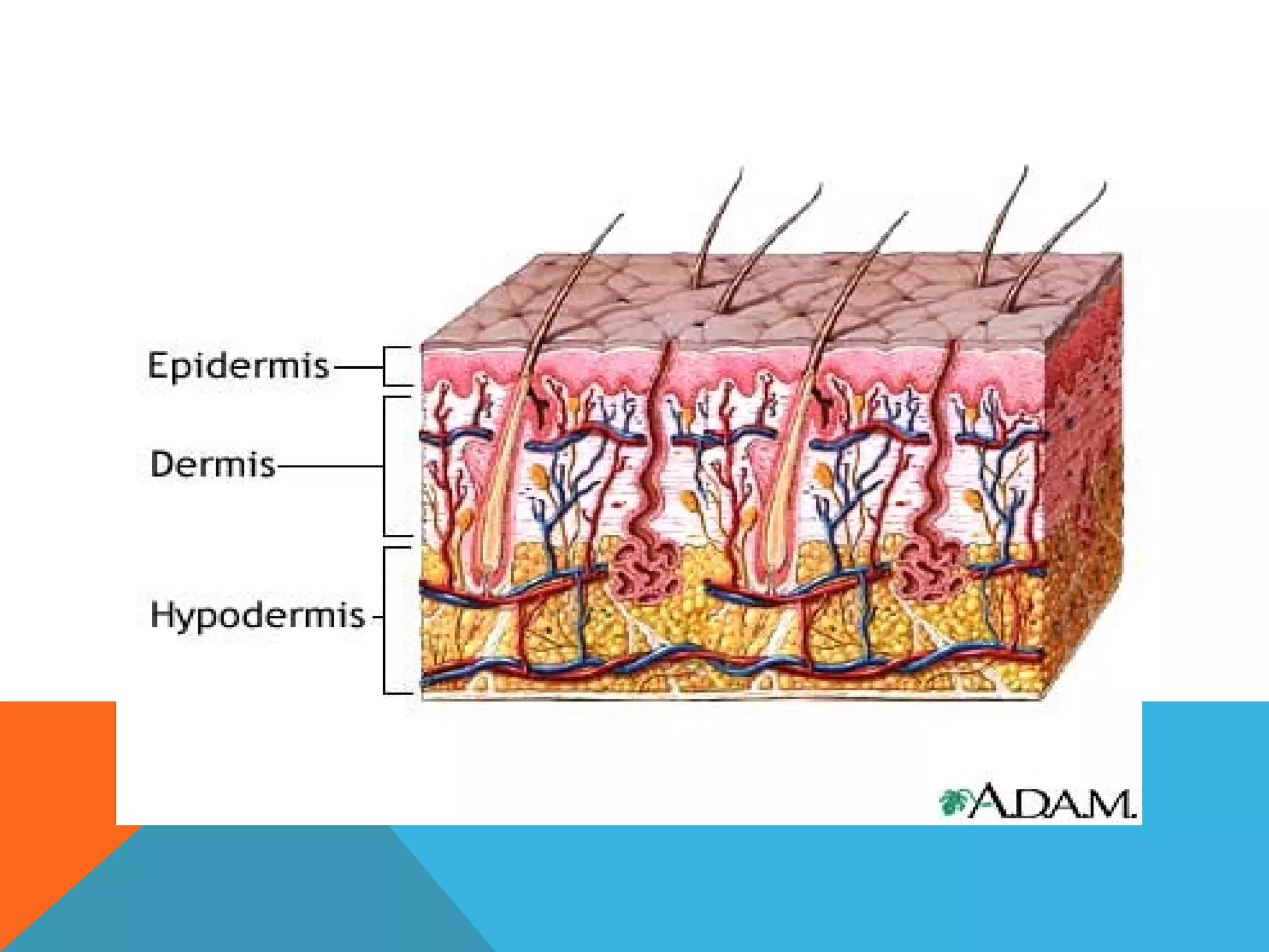 Anatomi Integumen | PPT
