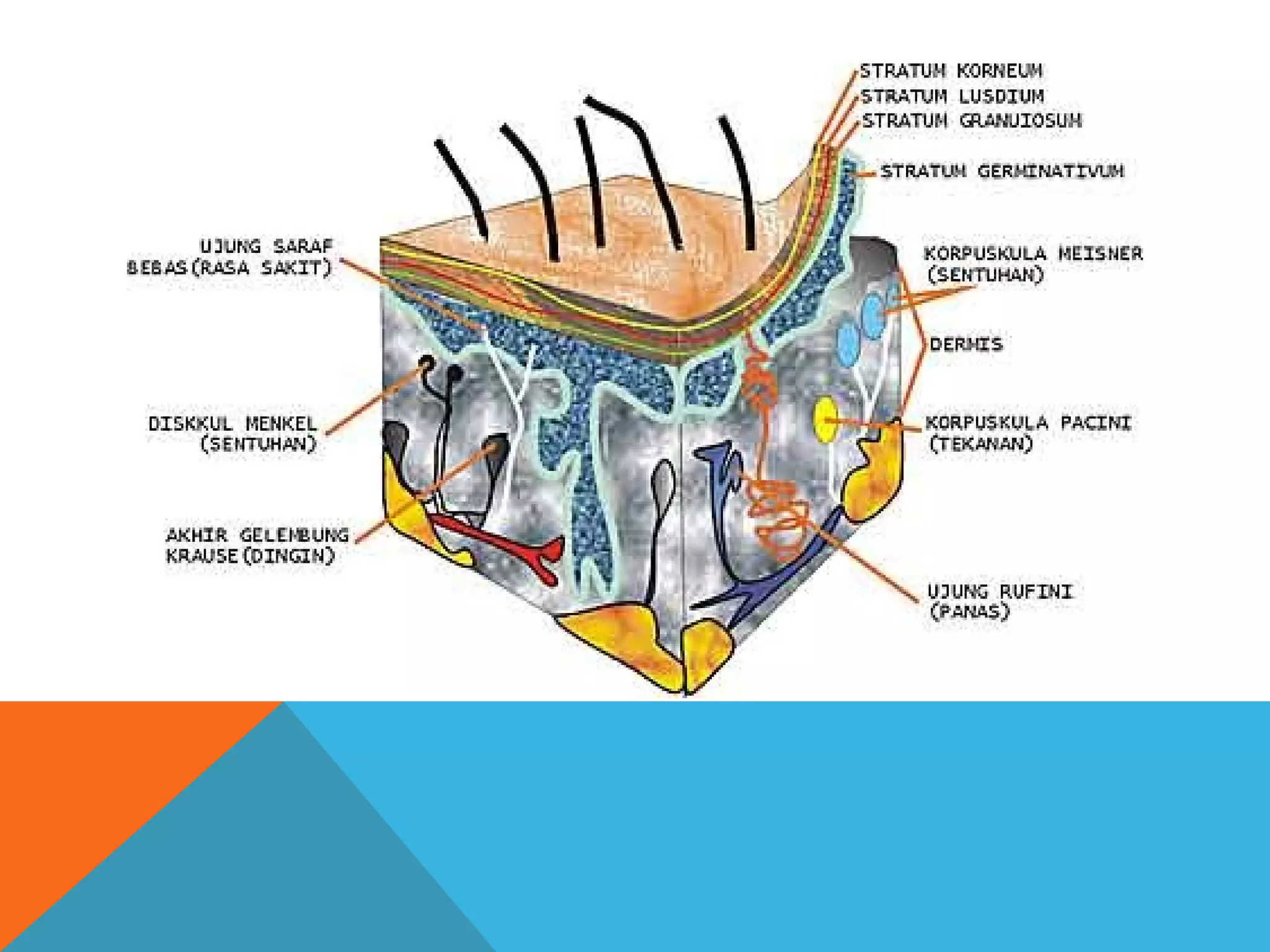 Anatomi Integumen | PPT