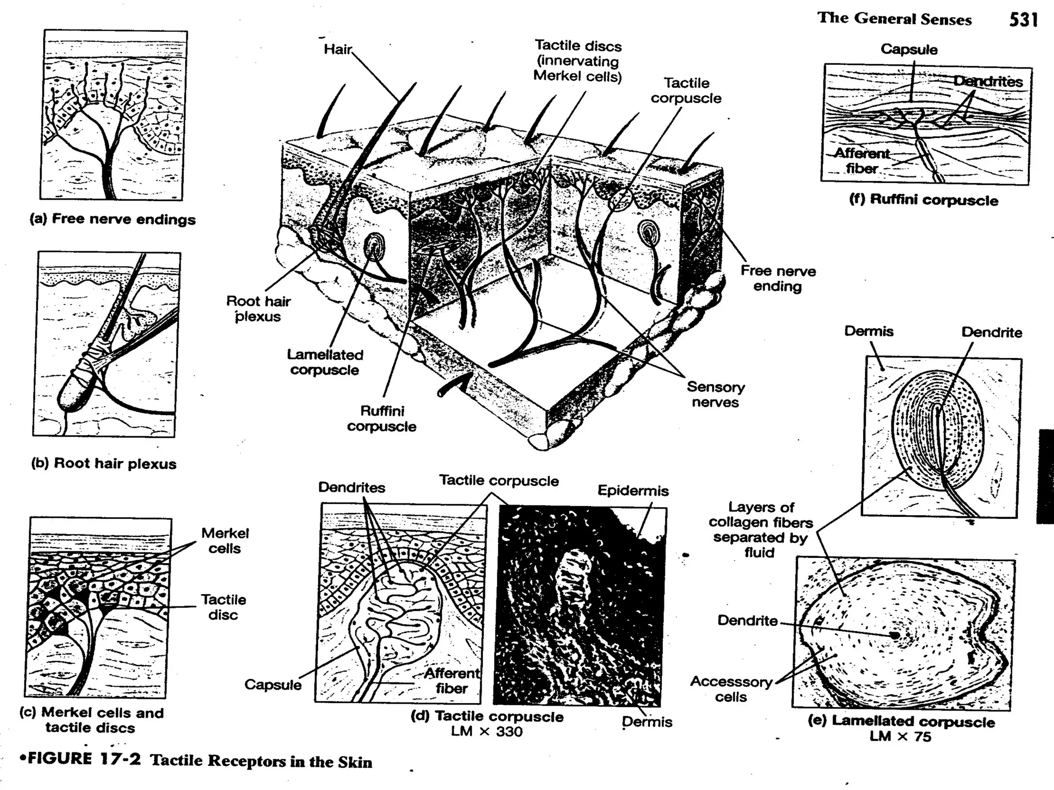 Anatomi Integumen | PPT