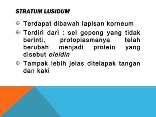 Anatomi Integumen | PPT