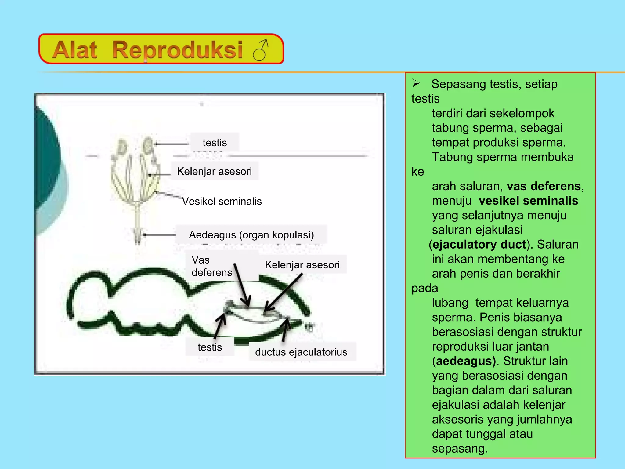 Anatomi internal serangga | PPT