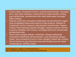 Anatomi internal serangga | PPT