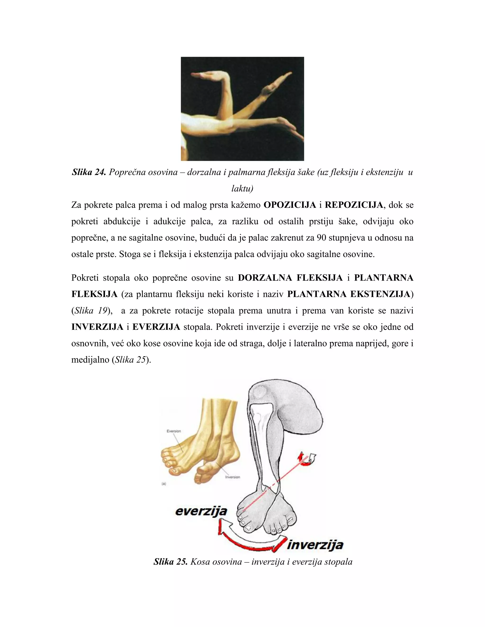 Anatomija | PDF