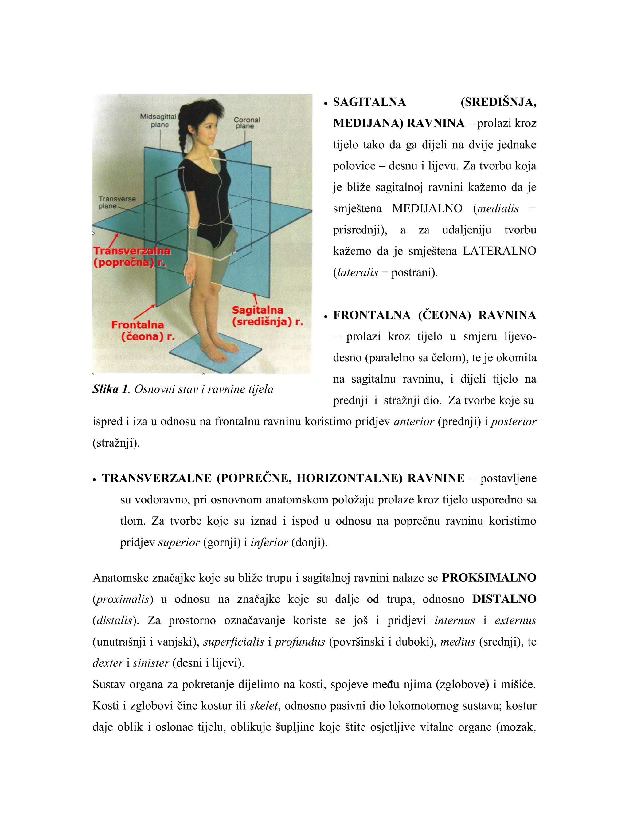 Anatomija | PDF