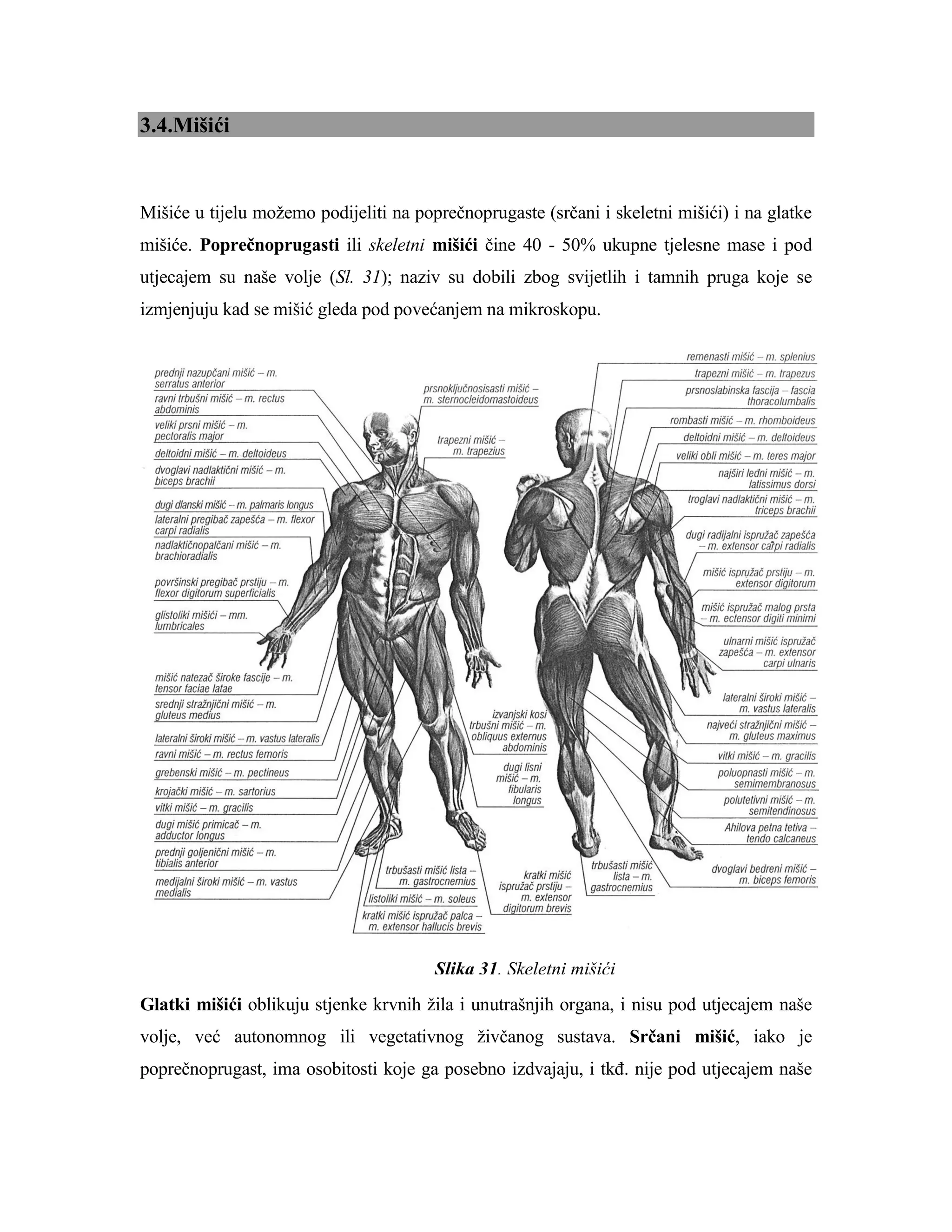Anatomija | PDF