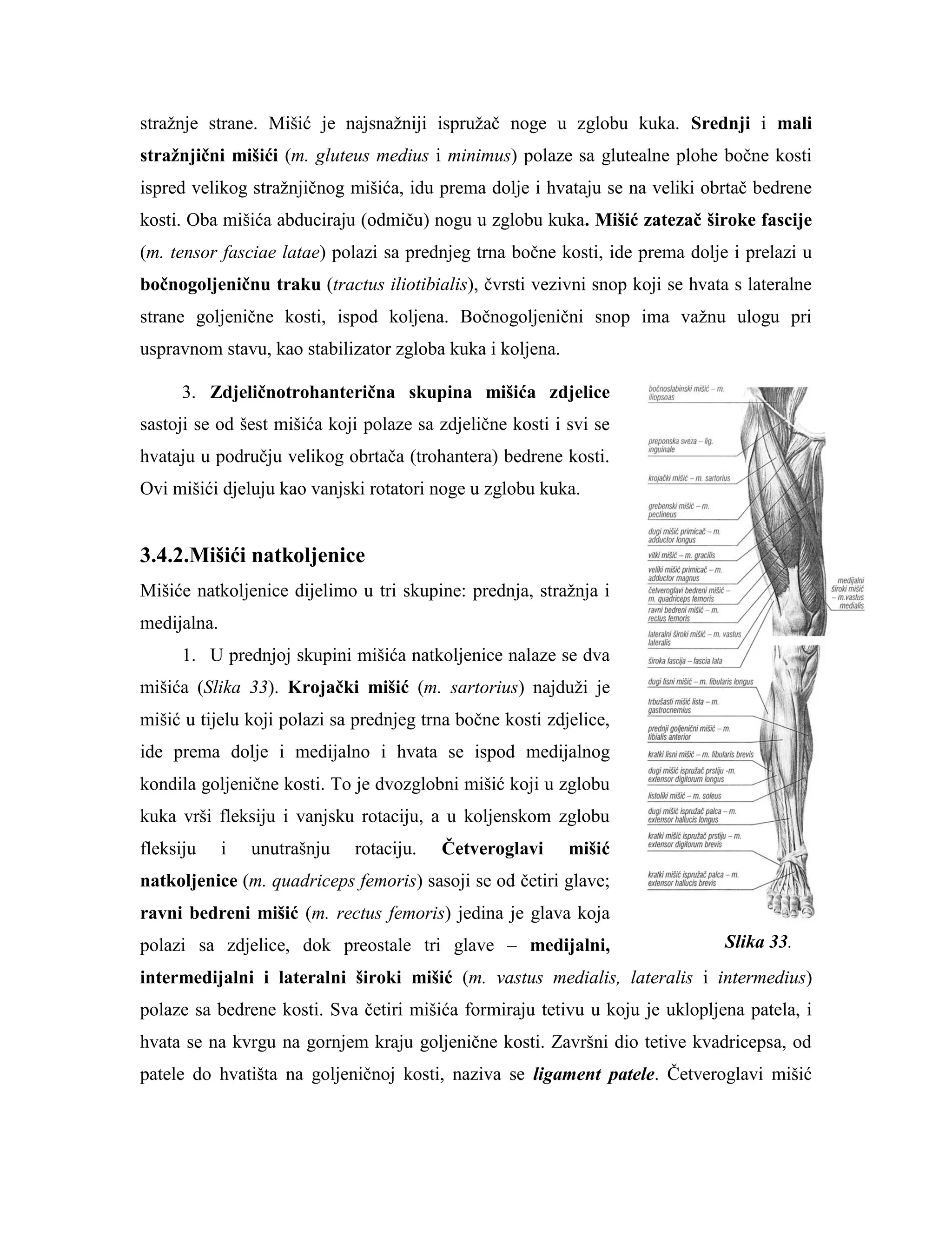 Anatomija | PDF