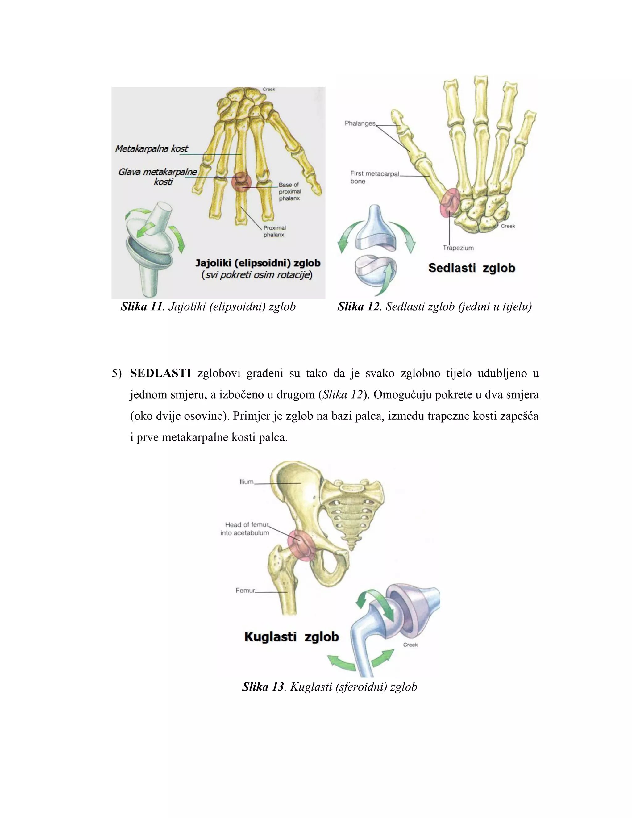 Anatomija | PDF