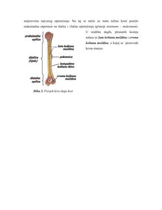 Anatomija | PDF