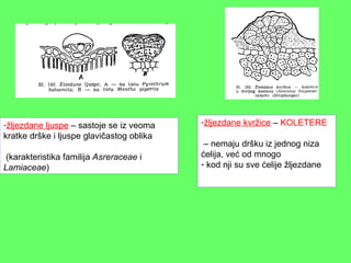 anatomijaimorfologijabiljaka10prezen.ppt
