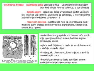 anatomijaimorfologijabiljaka10prezen.ppt