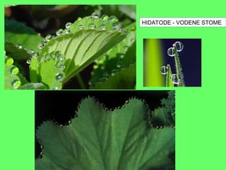 anatomijaimorfologijabiljaka10prezen.ppt