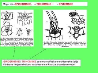 anatomijaimorfologijabiljaka10prezen.ppt