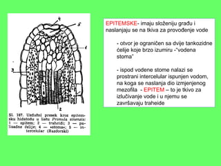 anatomijaimorfologijabiljaka10prezen.ppt