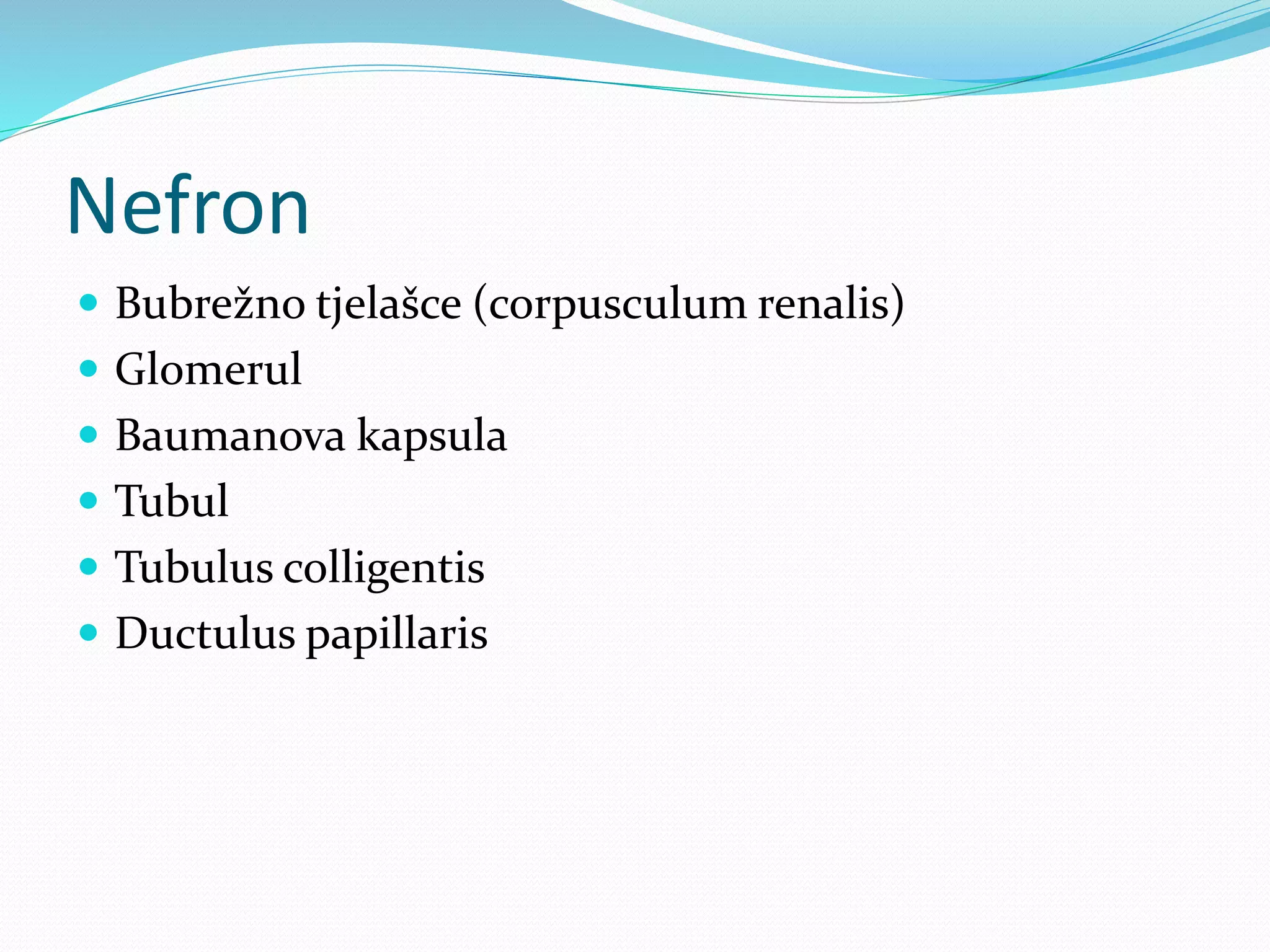 Žlijezde pridodate digestivnom sistemu/Morfološke karakteristike ...