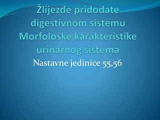 Žlijezde pridodate digestivnom sistemu/Morfološke karakteristike ...