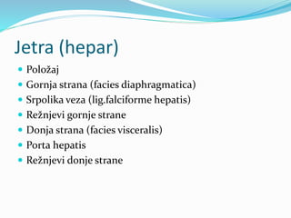 Žlijezde pridodate digestivnom sistemu/Morfološke karakteristike ...