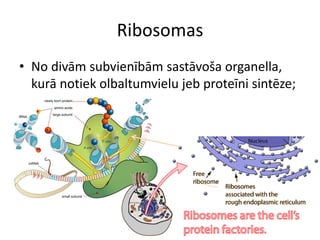 Anatomija ievads - atkārtojums par šūnu un audiem | PDF