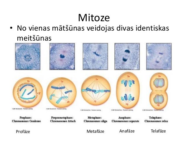 Anatomija ievads - atkārtojums par šūnu un audiem