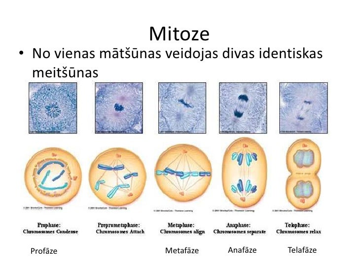 Anatomija 1tēma 2daļa