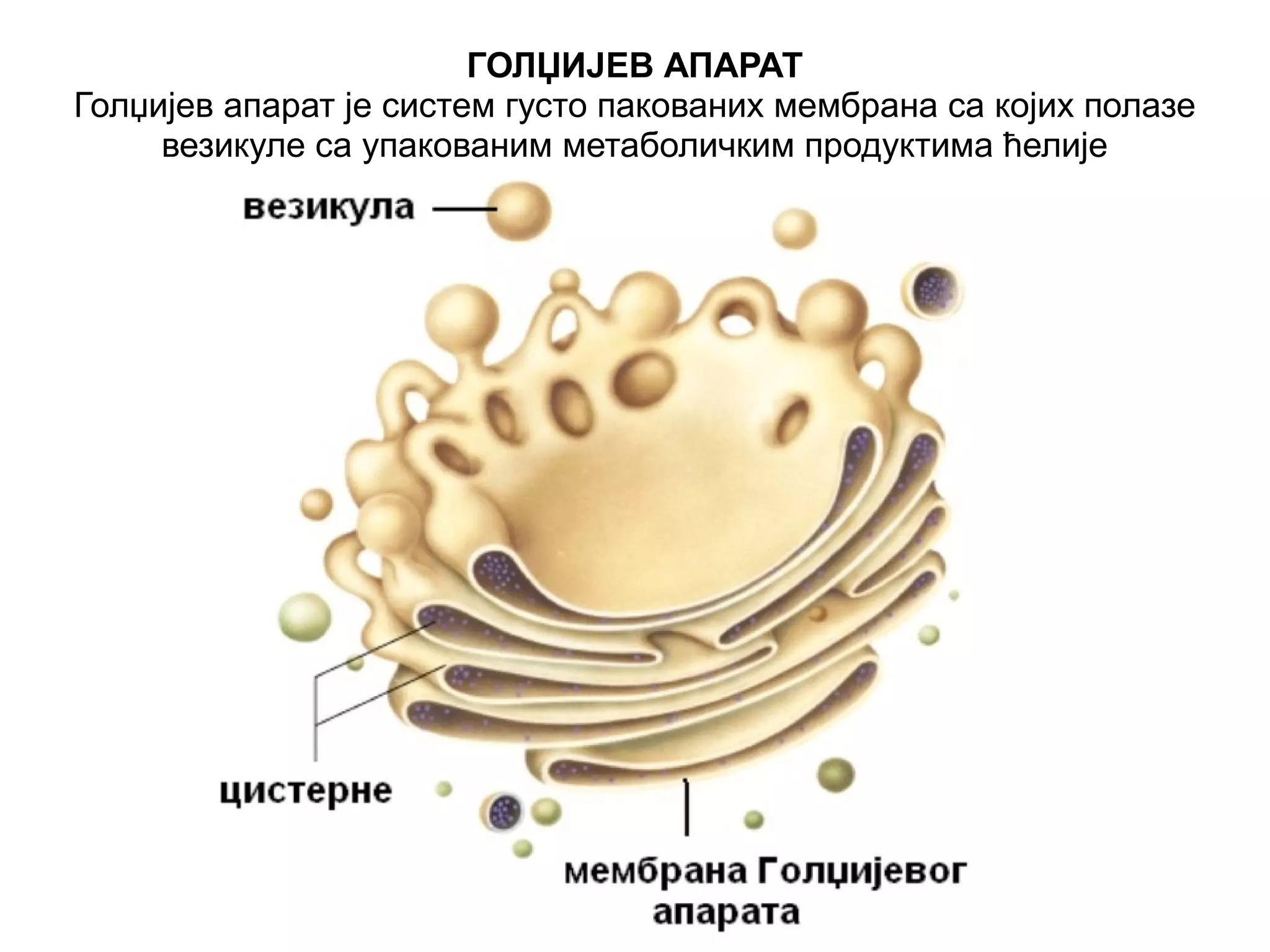 Anatomija celija i tkivo | ODP