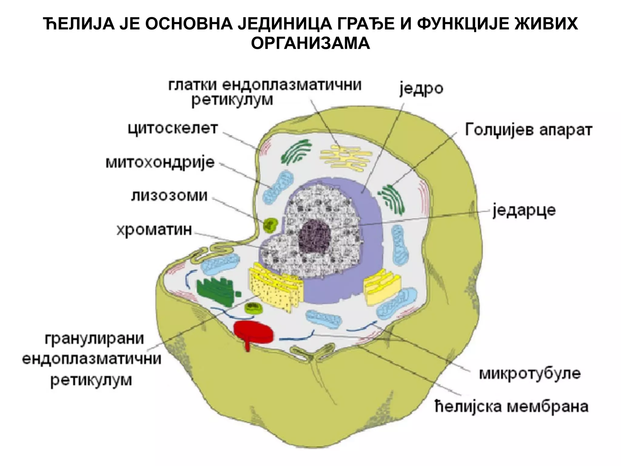 Anatomija celija i tkivo | ODP