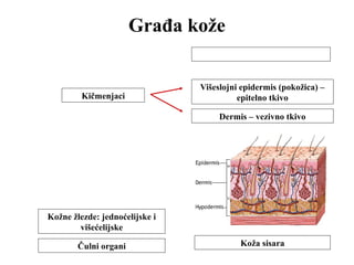Anatomija celija i tkivo | ODP