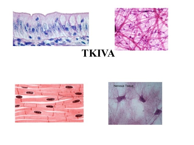 Anatomija celija i tkivo