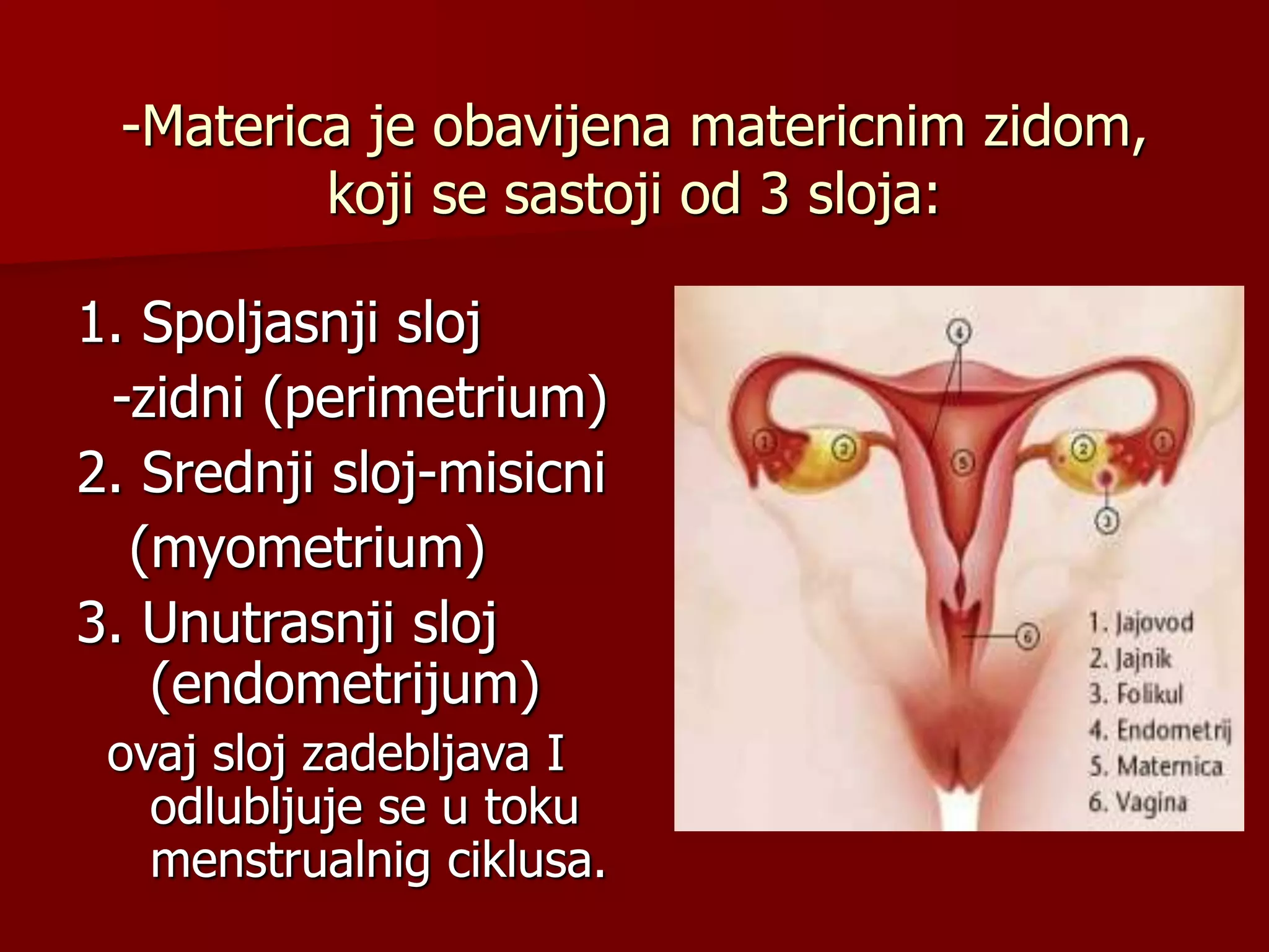 Anatomija ženskih polnih organa | PPT