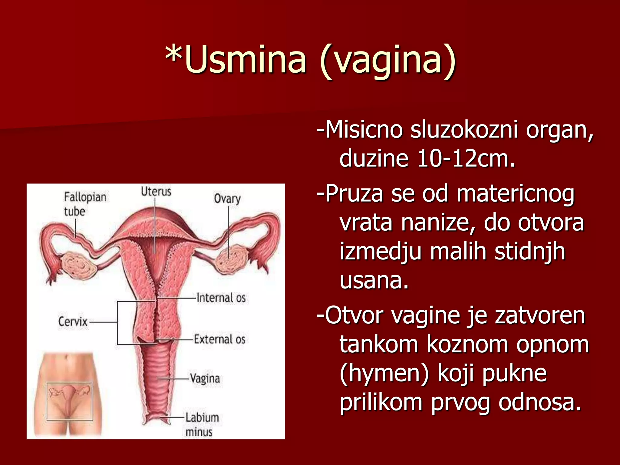 Anatomija ženskih polnih organa | PPT