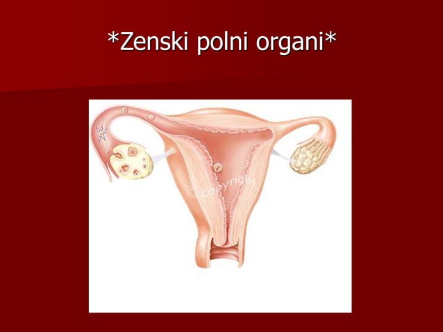 Anatomija ženskih polnih organa | PPT