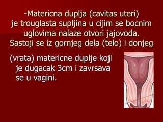 Anatomija ženskih polnih organa | PPT