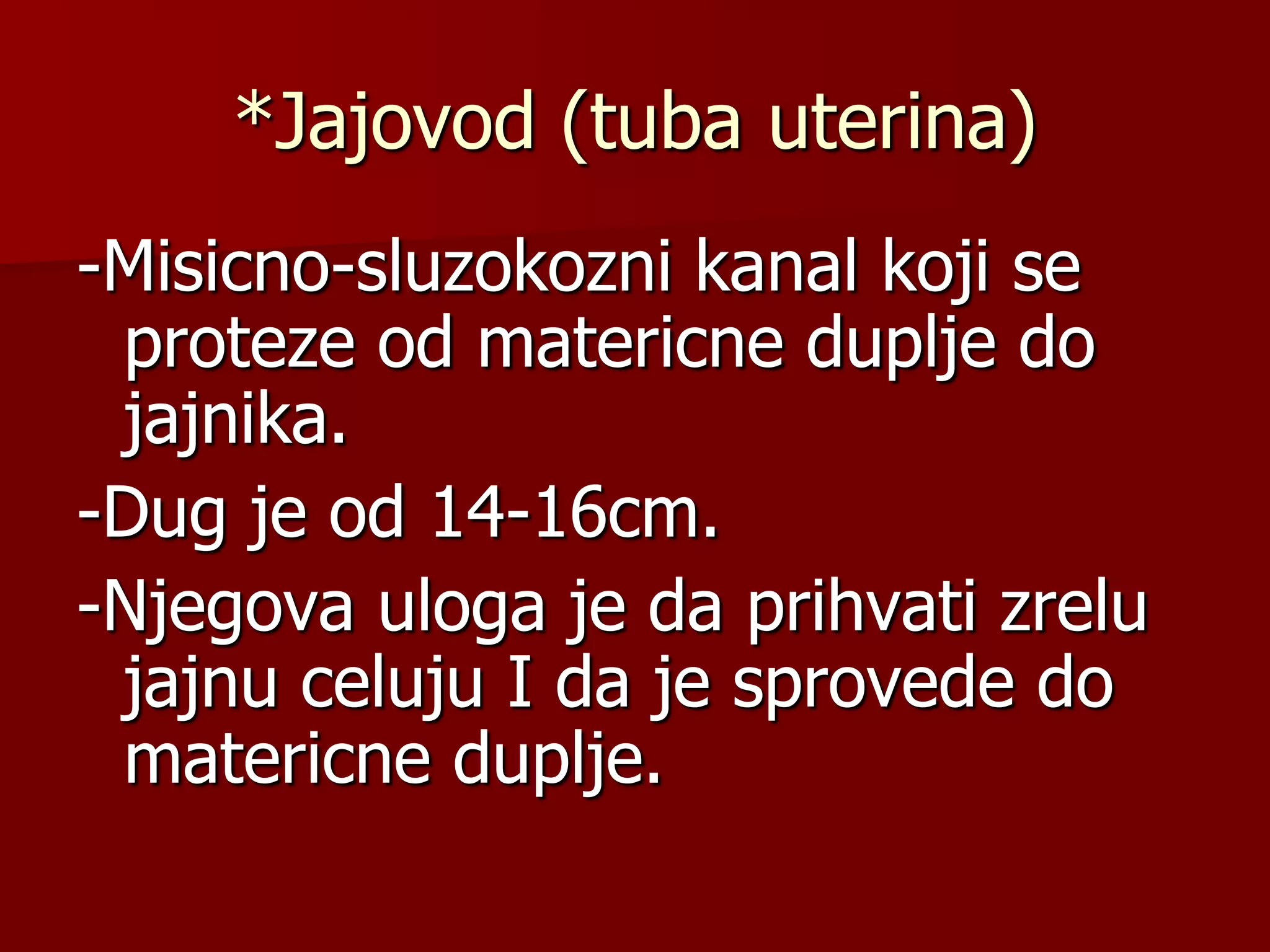 Anatomija ženskih polnih organa Savic Natalija | PPT