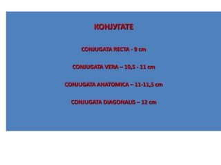 Anatomija karlice | PPTX