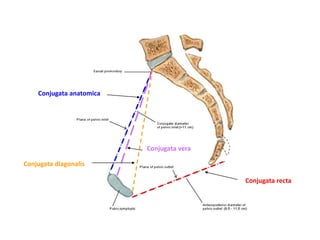 Anatomija karlice | PPTX