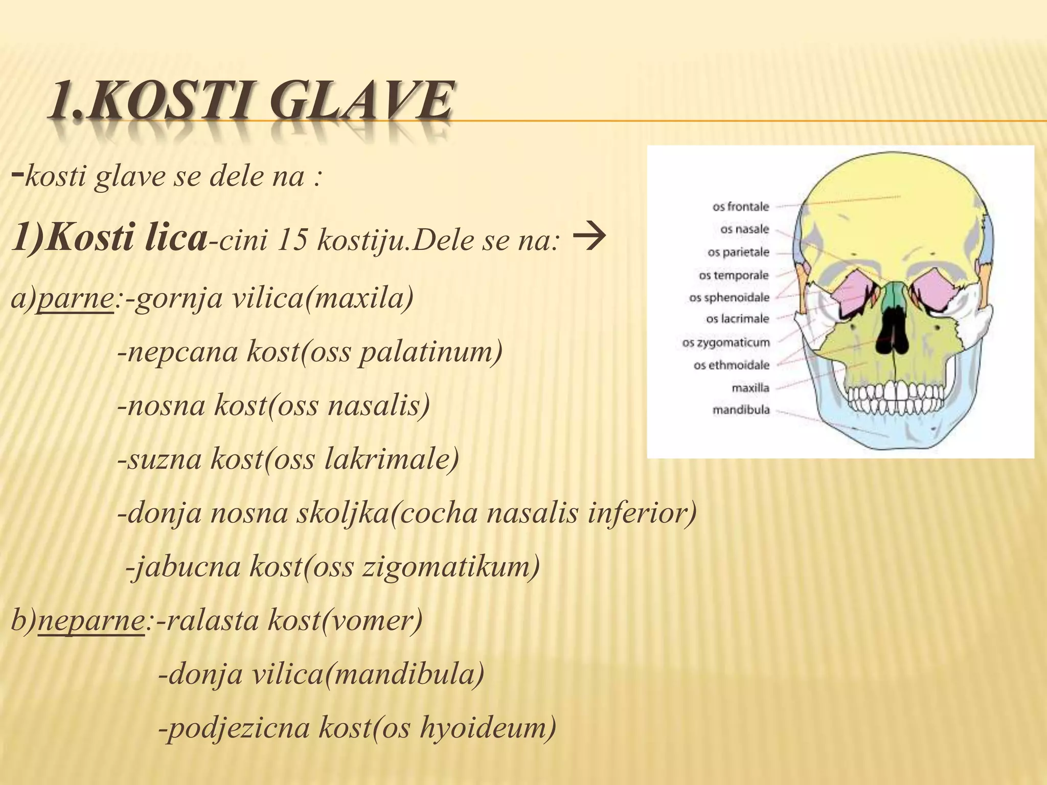 Anatomija kostiju Ivana Jelkic | PPTX