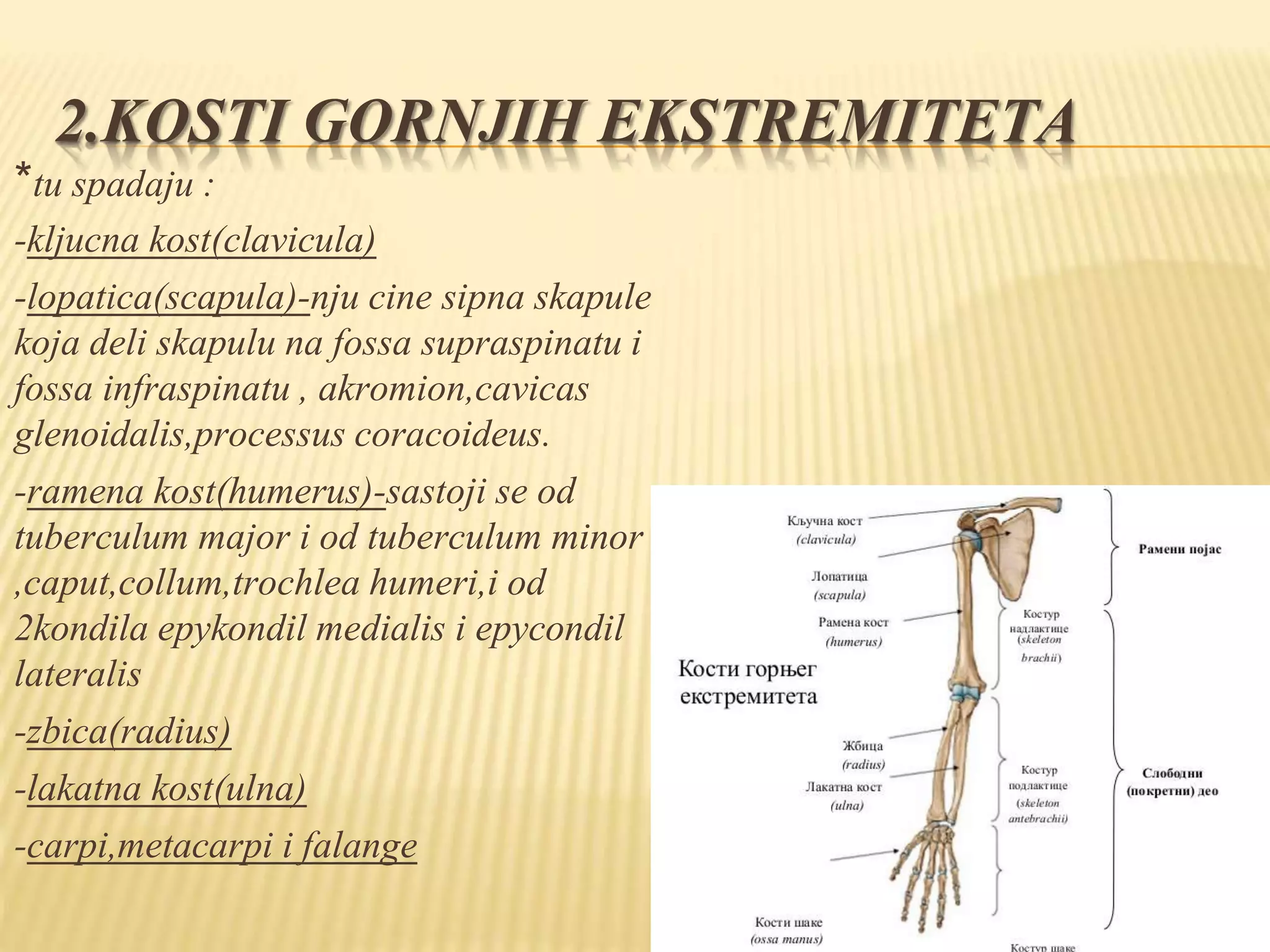Anatomija kostiju Ivana Jelkic | PPTX