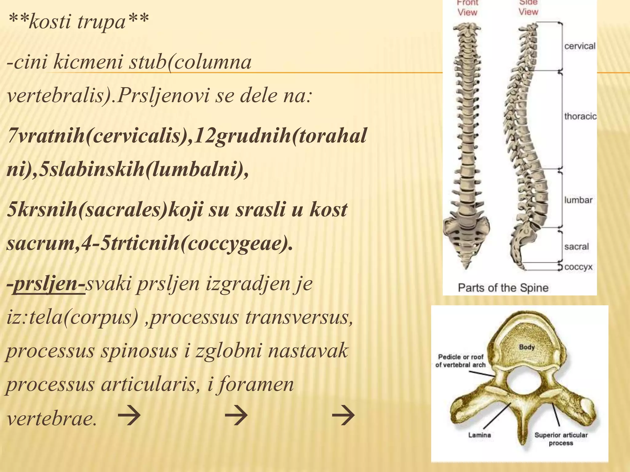 Anatomija kostiju Ivana Jelkic | PPTX