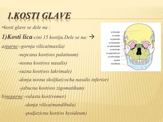 Anatomija kostiju Ivana Jelkic | PPTX