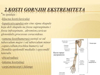 Anatomija kostiju Ivana Jelkic | PPTX